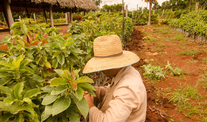 Six Anomalies of Cuban Agriculture | AS/COA