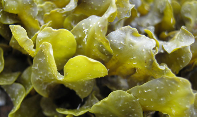 Brazil to Construct World's First Algae Biofuel Plant | AS/COA