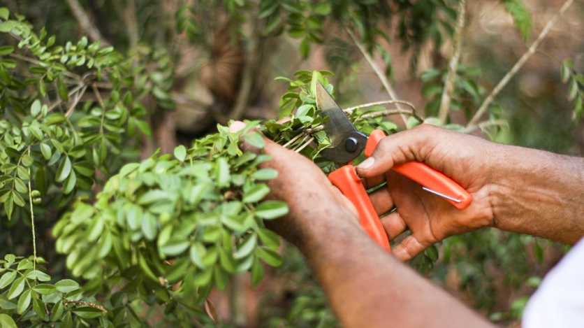 Amazon Case Study: The Shrub Treating Glaucoma | AS/COA